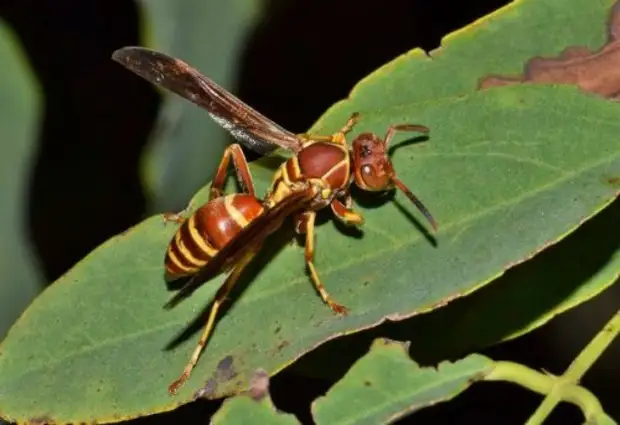 ඉහළම 25: වඩාත් පොදු අසාත්මිකතා වර්ග