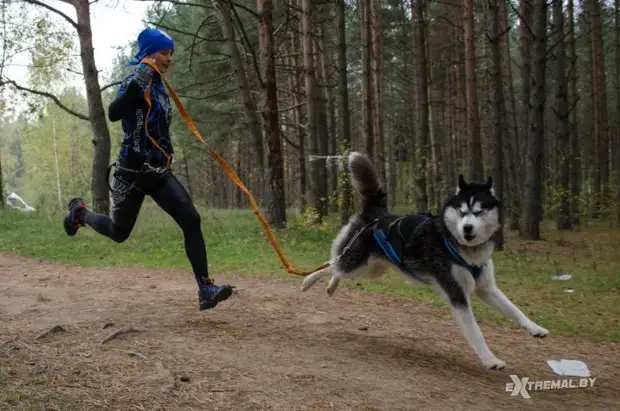 İstek üzerine köpekle koşan resimler