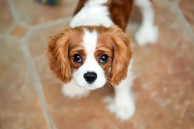 Talep Üzerine Resimler Köpekler Stresi Azaltır