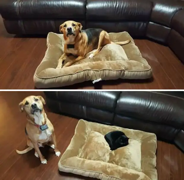 แมว-ขโมย-dog-beds-7-57e0fda794375__700