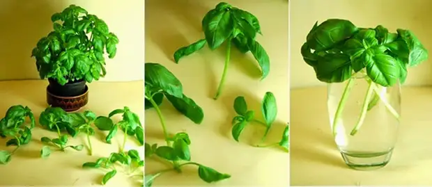 8 vegetables that you can buy once, and then always grow