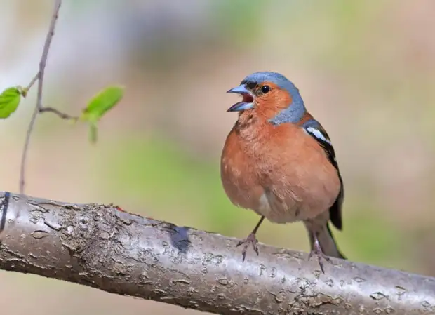 וואָס אַנימאַלס זענען יוזשאַוואַלי געהאלטן אין שטוב אין פאַרשידענע טיילן פון דעם פּלאַנעט