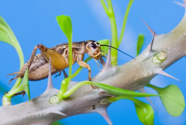 וואָס אַנימאַלס זענען יוזשאַוואַלי געהאלטן אין שטוב אין פאַרשידענע טיילן פון דעם פּלאַנעט