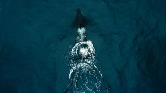 La orca que chocó con el yate de los Robertson parece haberlo hecho por accidente o haberlo confundido con una ballena.
