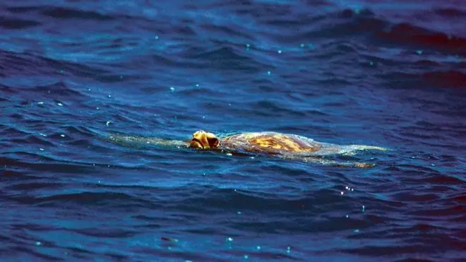 As tartarugas marinhas eram uma fonte de carne e gordura para os Robertsons