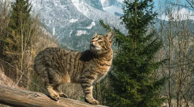 Kedi, ailesiyle yeniden bir araya gelmek için dağın tepesini fethetti