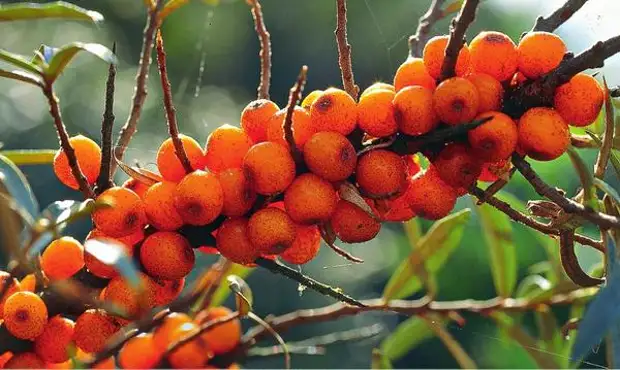 Oké osimiri buckthorn na-abawanye nchebe nke ahụ