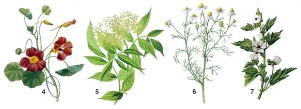 4. 旱金莲 5. 黑接骨木 6. 洋甘菊 7. 药用棉花糖