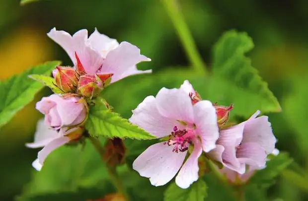 Althea officinalis ראַדוסאַז די אָנטרייַבן צו הוסט