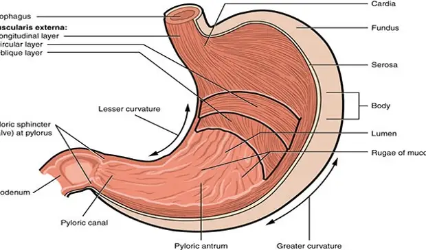 O que non sabiamos do noso corpo