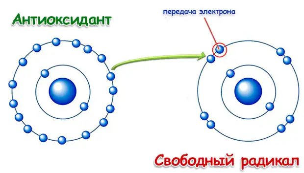 Мифтерді жою: антиоксиданттар - олар қалай жұмыс істейді және олар сізге қажет пе?