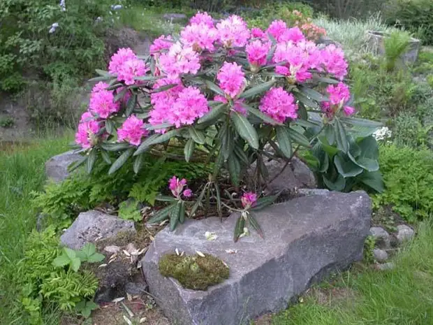 この植物の花粉は、アレルギーに苦しんでいない人でも涙や鼻水を引き起こします。