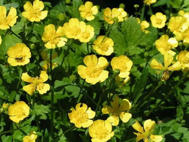 Queima de botão de ouro - uma planta venenosa, apesar das lindas flores amarelas.