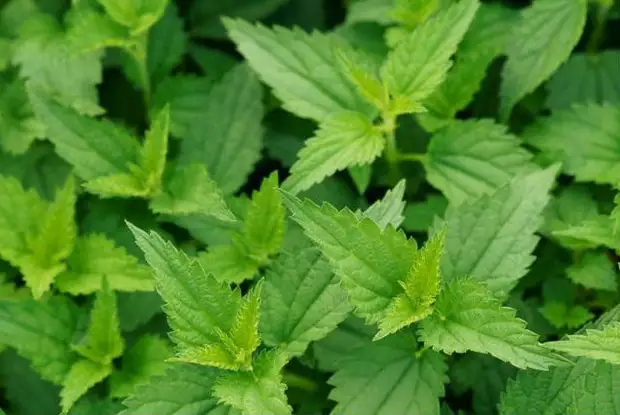 Daun nettle ditutupan ku bulu halus - aranjeunna kaduruk!