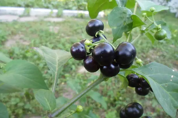 Hideung nightshade (atawa, rada, bulao poék) dina kaayaan asak na rada bisa didahar - malah pai dipanggang ti berries na di desa!