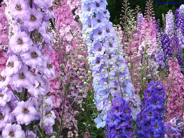 Delphinium é uma planta de verão despretensiosa amada por muitos.