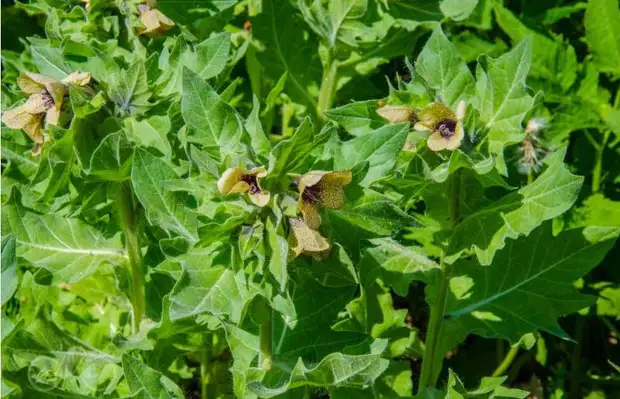 Gëfteg Planzen Henbane