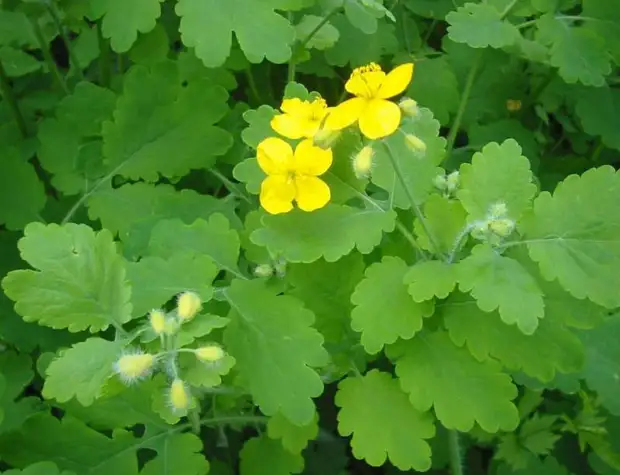 Dhirta khatarta ah ee celandine