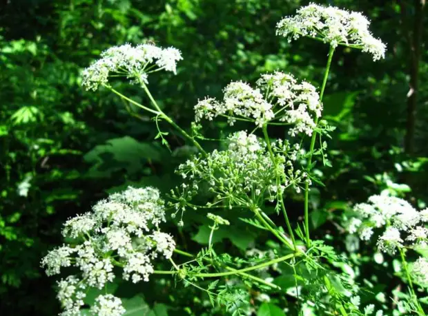 Hemlock yenye sumu