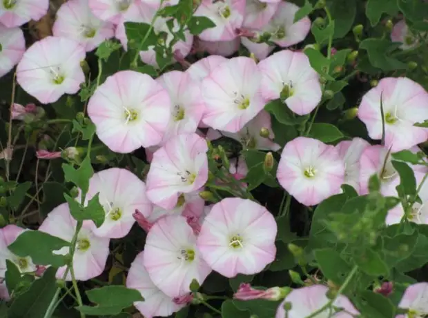 Feldbindweed gëfteg