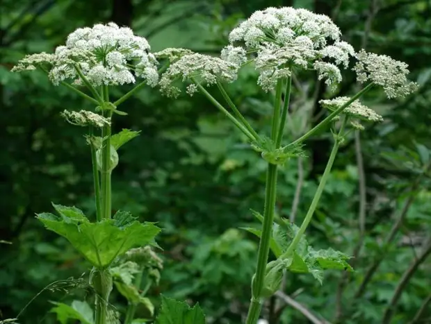 Hogweed