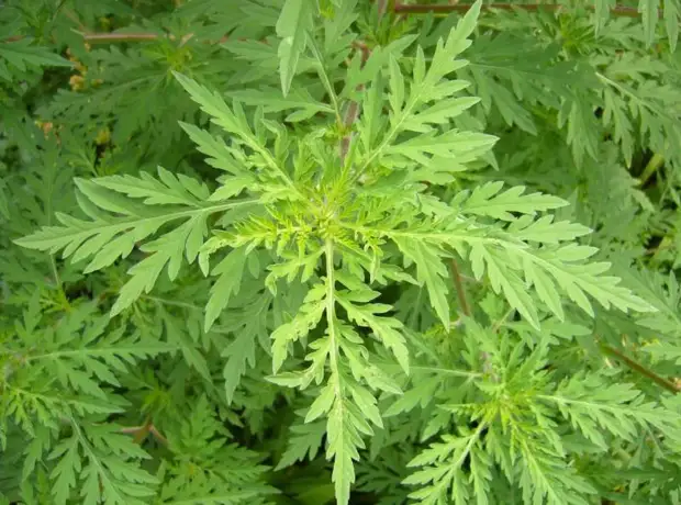 អាឡែរហ្សី Ragweed