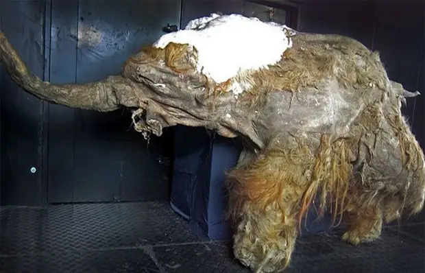 Mummy ng isang mammoth.