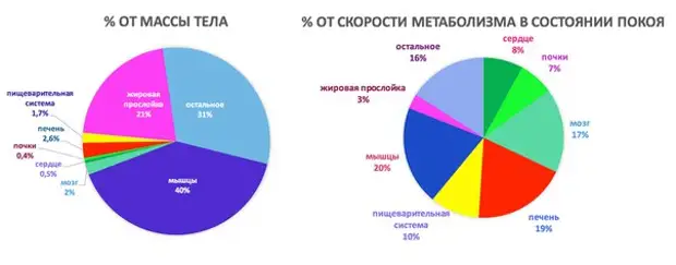 9 fatti essenziali sul metabolismo