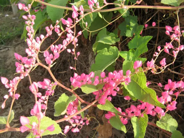 Lulet më të zakonshme në Tajlandë
