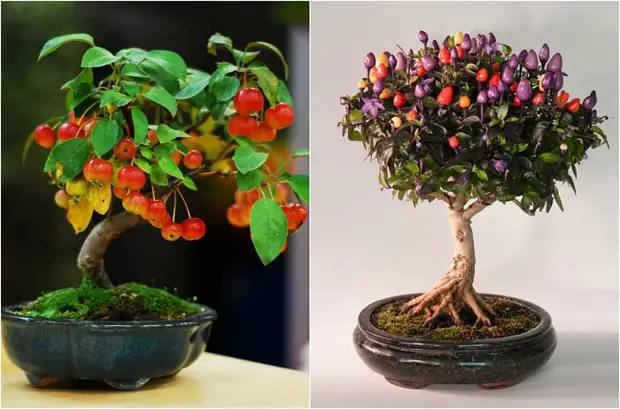 Seni bonsai: 15 pokok mini yang sangat cantik yang dicipta oleh manusia