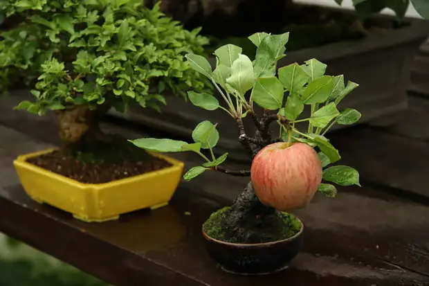 Seni bonsai: 15 pokok mini yang sangat cantik yang dicipta oleh manusia