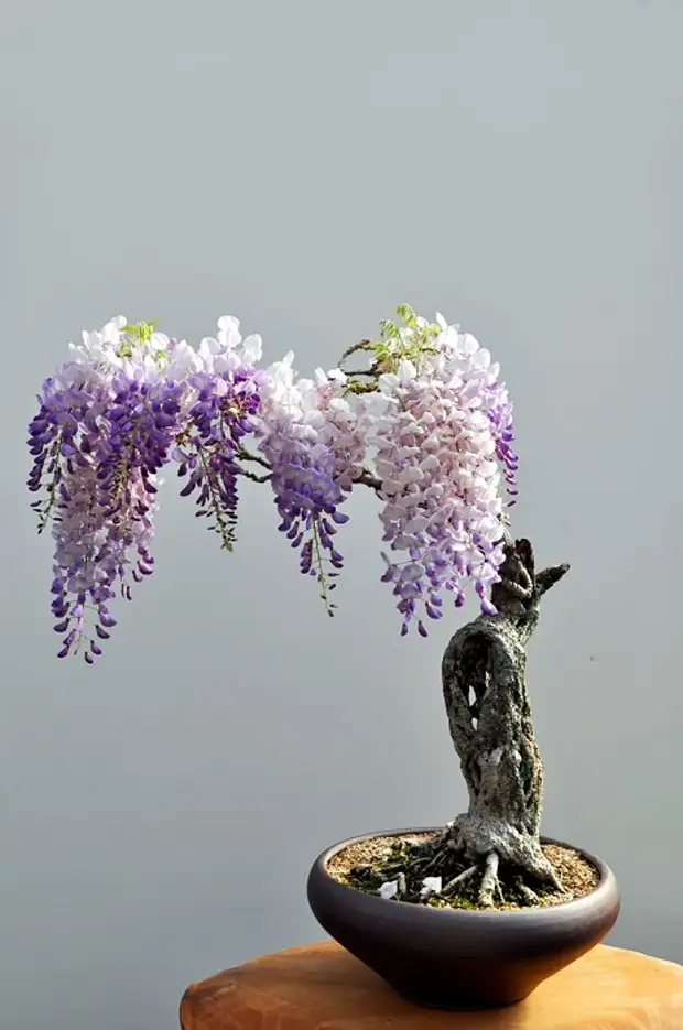 Seni bonsai: 15 pokok mini yang sangat cantik yang dicipta oleh manusia