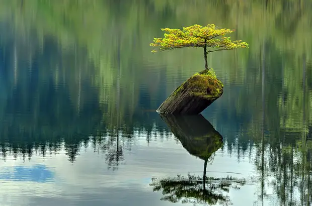 Bonsai Konscht: 15 onheemlech schéin Mini Beem erstallt vu Mënschen