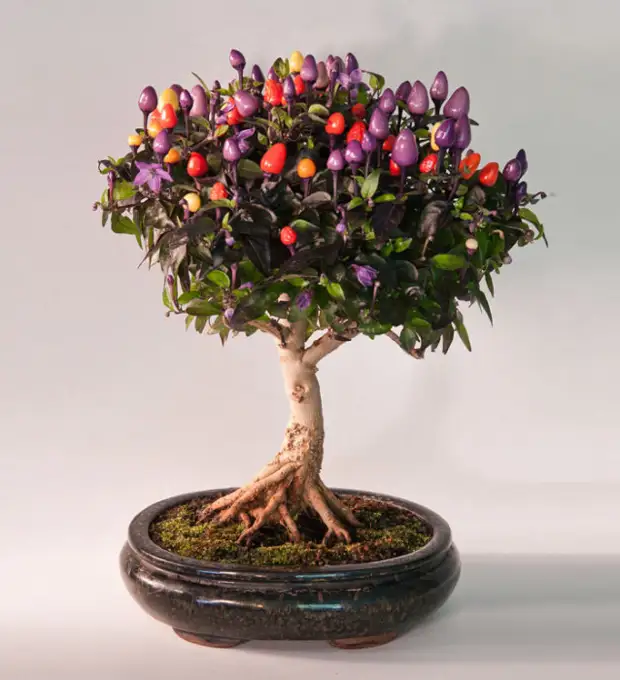 Sztuka Bonsai: 15 niesamowicie pięknych mini drzewek stworzonych przez ludzi