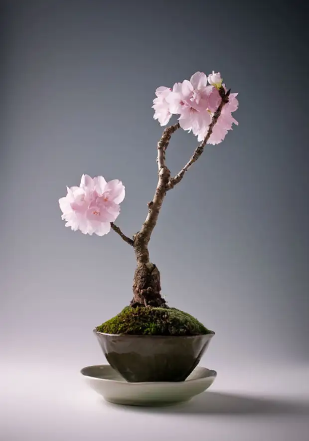 Seni bonsai: 15 pokok mini yang sangat cantik yang dicipta oleh manusia