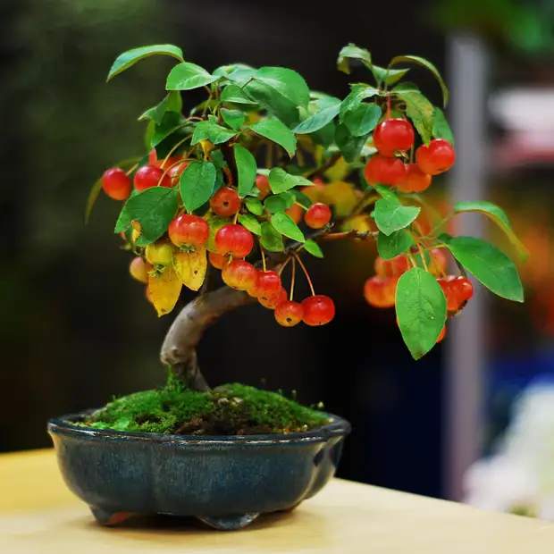 Seni bonsai: 15 pokok mini yang sangat cantik yang dicipta oleh manusia