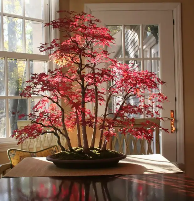 Bonsai Konscht: 15 onheemlech schéin Mini Beem erstallt vu Mënschen