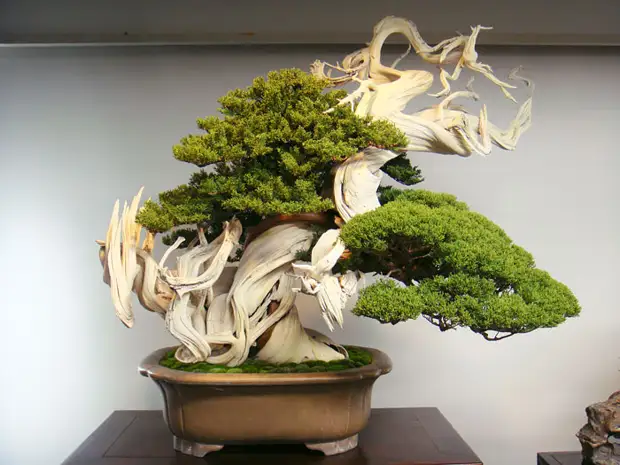 Seni bonsai: 15 pokok mini yang sangat cantik yang dicipta oleh manusia