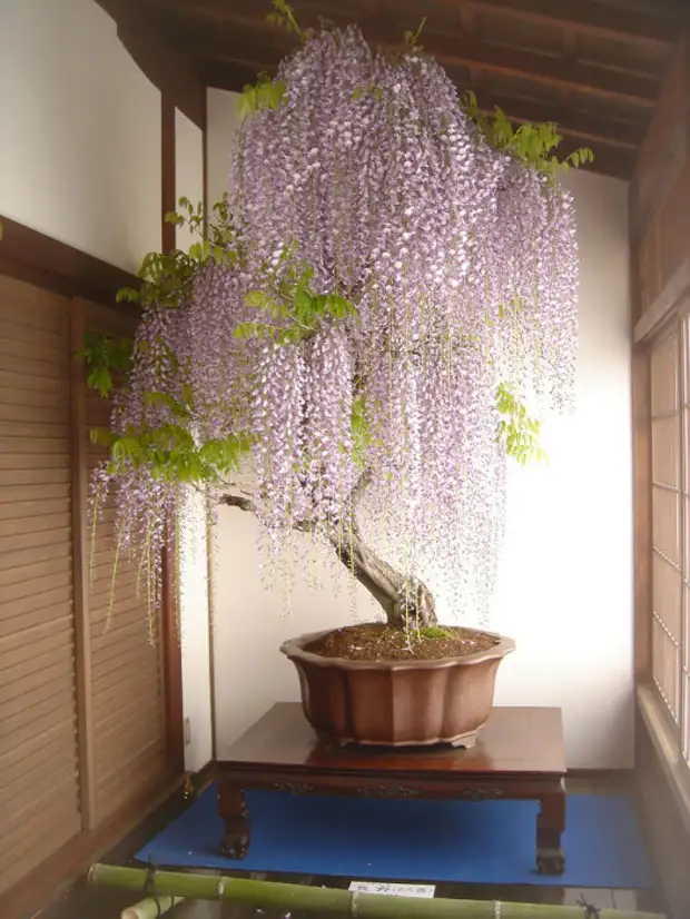 Seni bonsai: 15 pokok mini yang sangat cantik yang dicipta oleh manusia