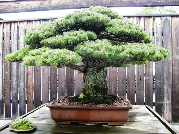 Seni bonsai: 15 pokok mini yang sangat cantik yang dicipta oleh manusia