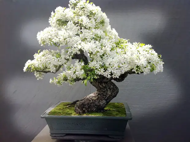 Sztuka Bonsai: 15 niesamowicie pięknych mini drzewek stworzonych przez ludzi