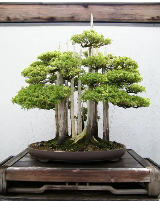 Bonsai Konscht: 15 onheemlech schéin Mini Beem erstallt vu Mënschen