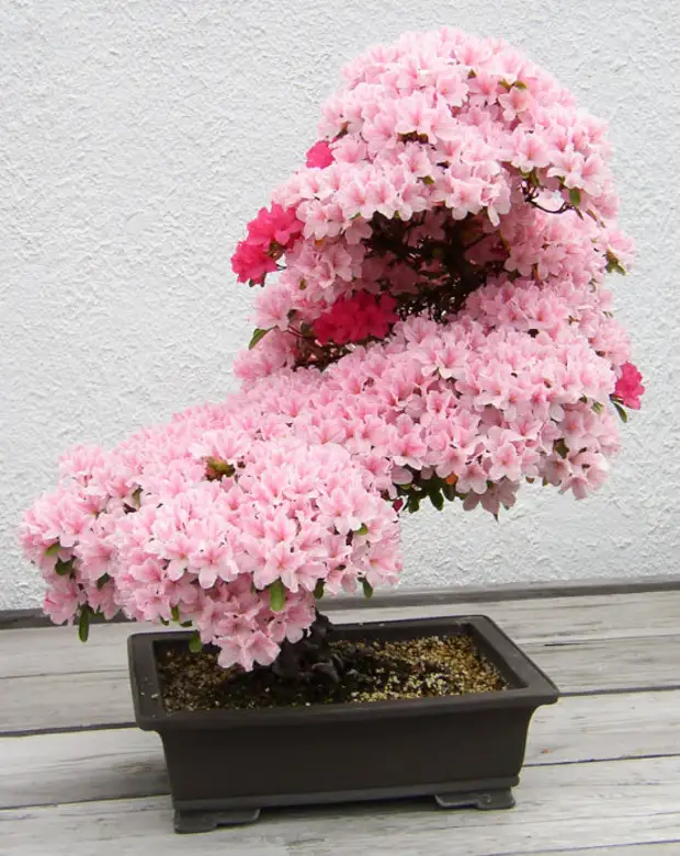 Bonsai Konscht: 15 onheemlech schéin Mini Beem erstallt vu Mënschen