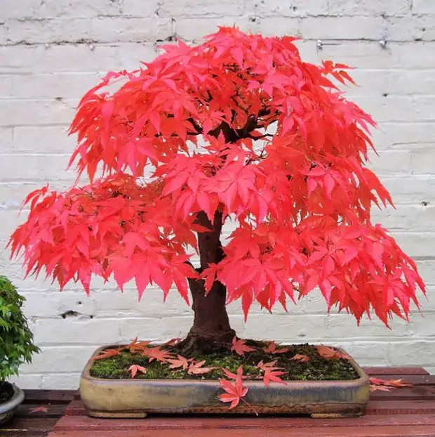 Bonsai Konscht: 15 onheemlech schéin Mini Beem erstallt vu Mënschen