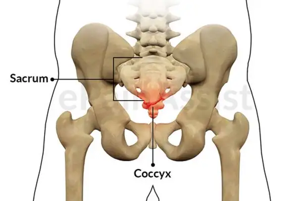 Parti del corpo di cui non abbiamo affatto bisogno