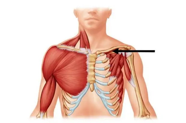 Parti del corpo di cui non abbiamo affatto bisogno