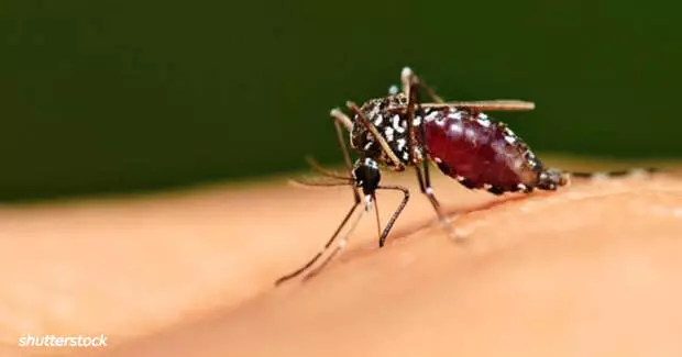 Dlaczego ciągle jesteś atakowany przez komary, ale nie przez innych ludzi?