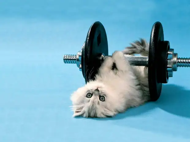 Reglas de fitness para gatos