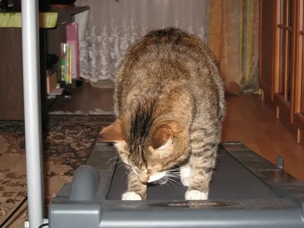 Fitnessregels voor katten