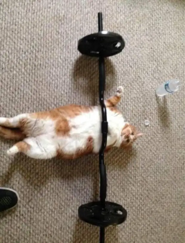 Aturan fitness kanggo kucing